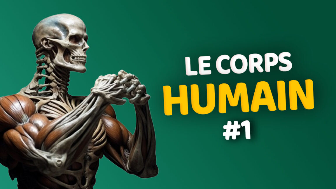 Quiz - Corps humain - quiz-culture-generale.com