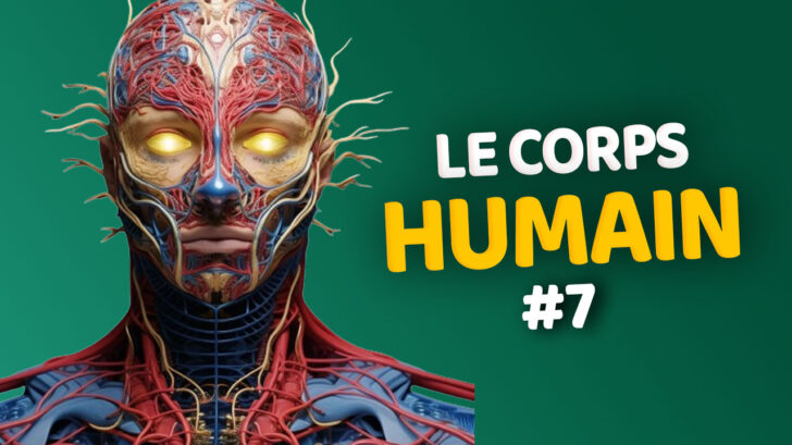 Quiz – Corps humain #5 - quiz-culture-generale.com