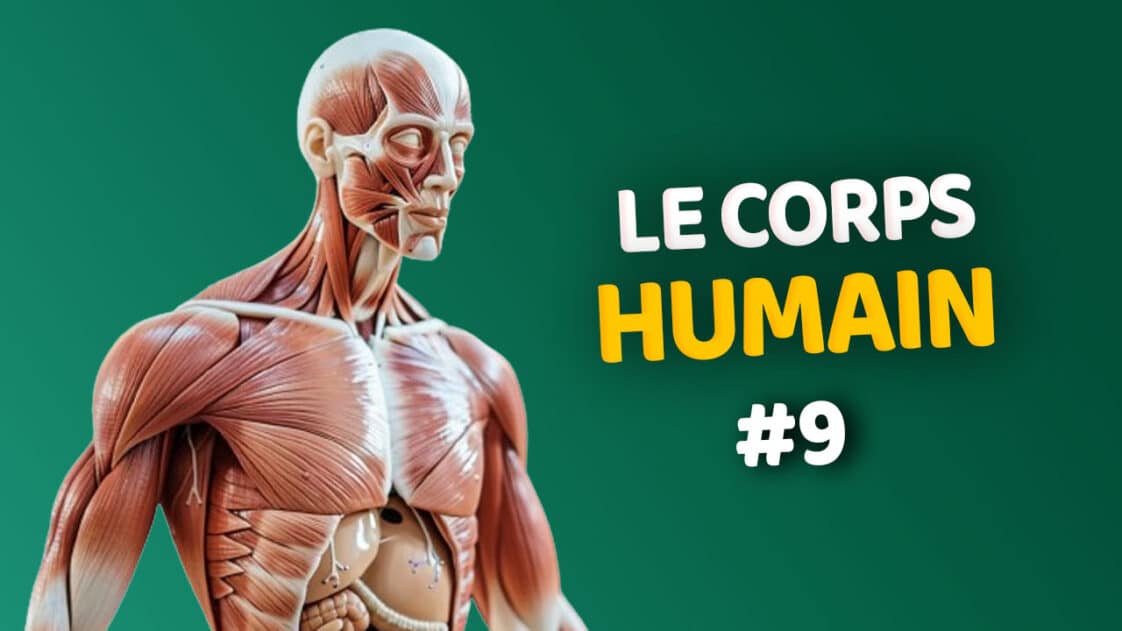 Quiz – Corps Humain #9 - 10 Questions